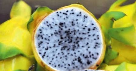 Mengenal Buah Naga Kuning - BUDIDAYAKU