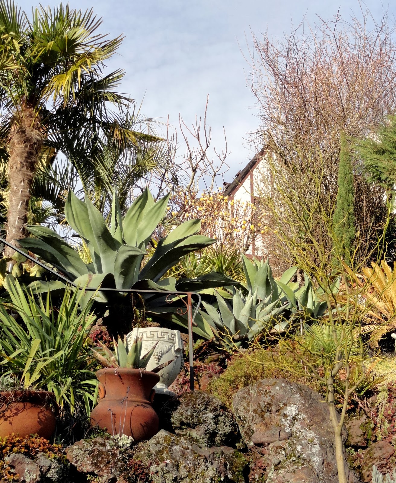 danger garden: The monster agave, it’s still looking good…
