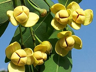 Ah-sun : The national flower of Cambodia.