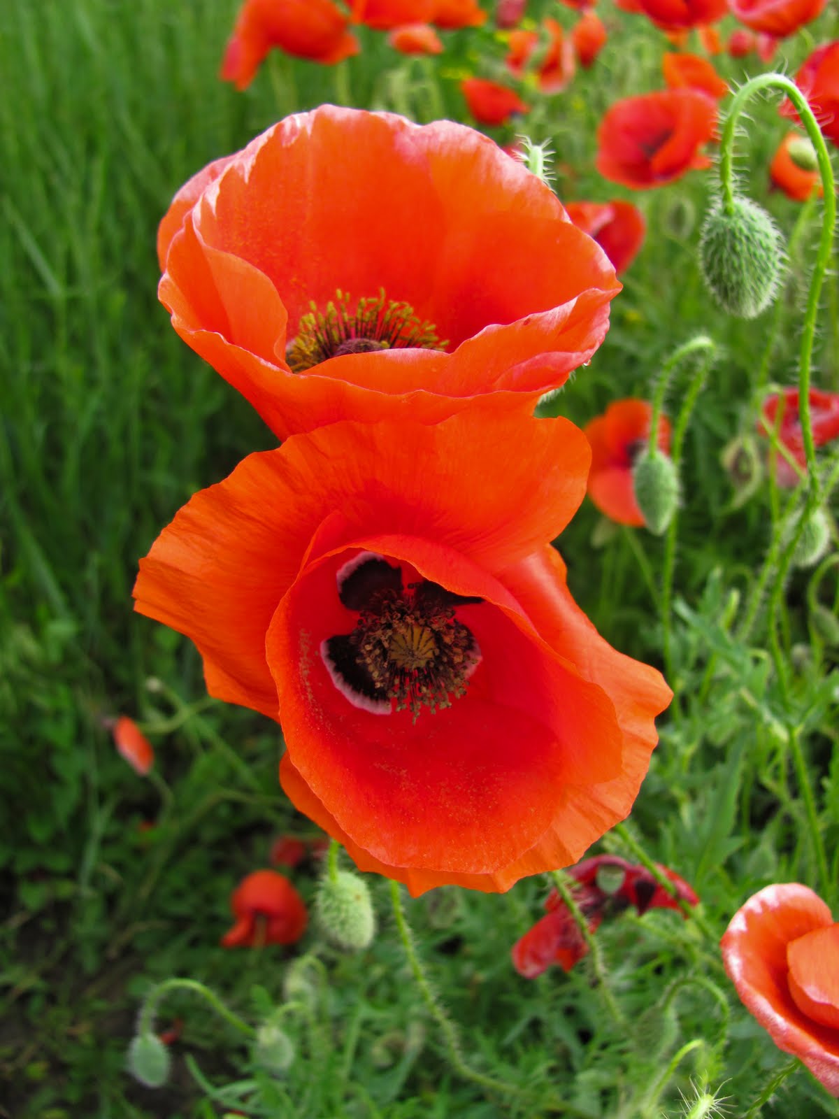 Desene cu lumina: Maci de mai