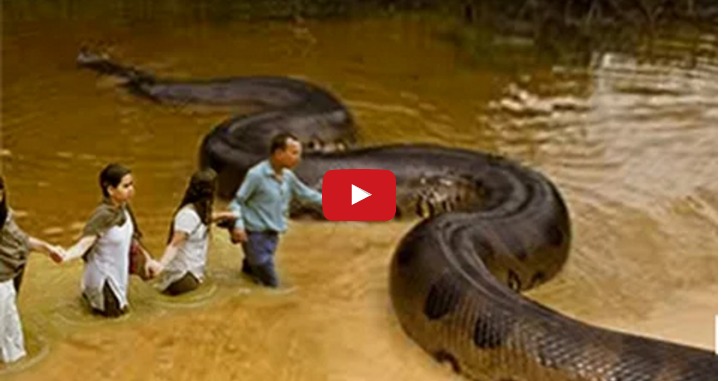 BIGGEST SNAKE ATTACKS THE [.....] ~ NATIONAL Geographic