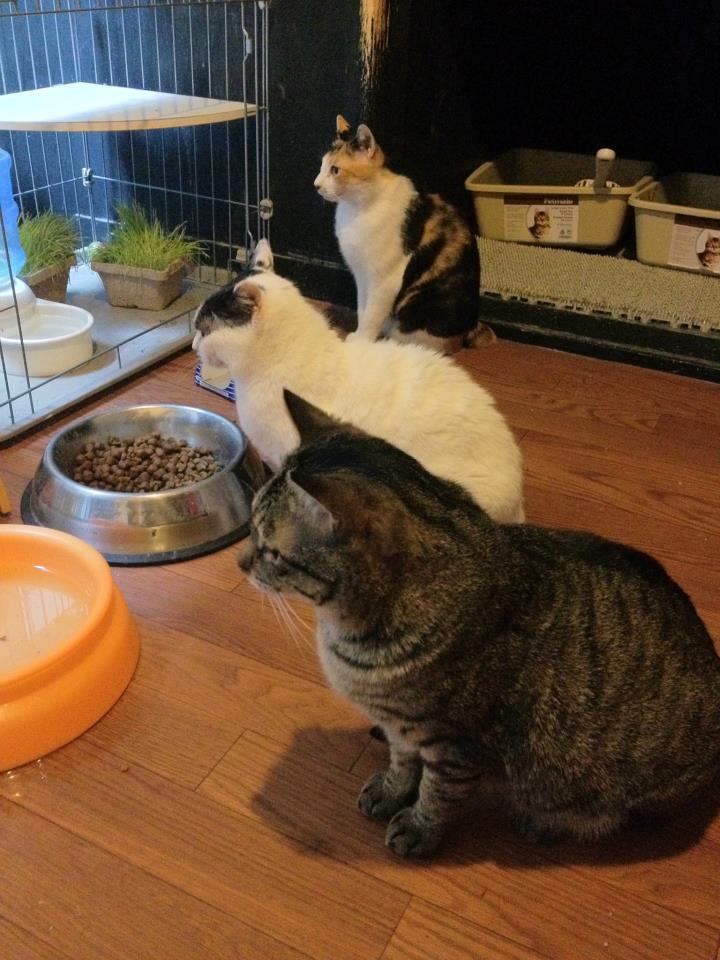 Perawatan Tempat Pemeliharaan Kucing ~ MOMO CAT HOUSE BOYOLALI