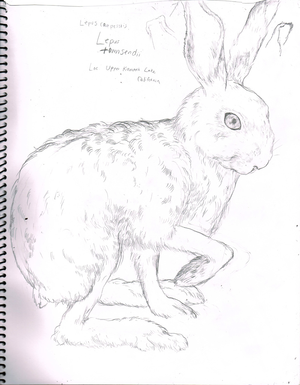 Rachel's cabinet: White tailed Jackrabbit