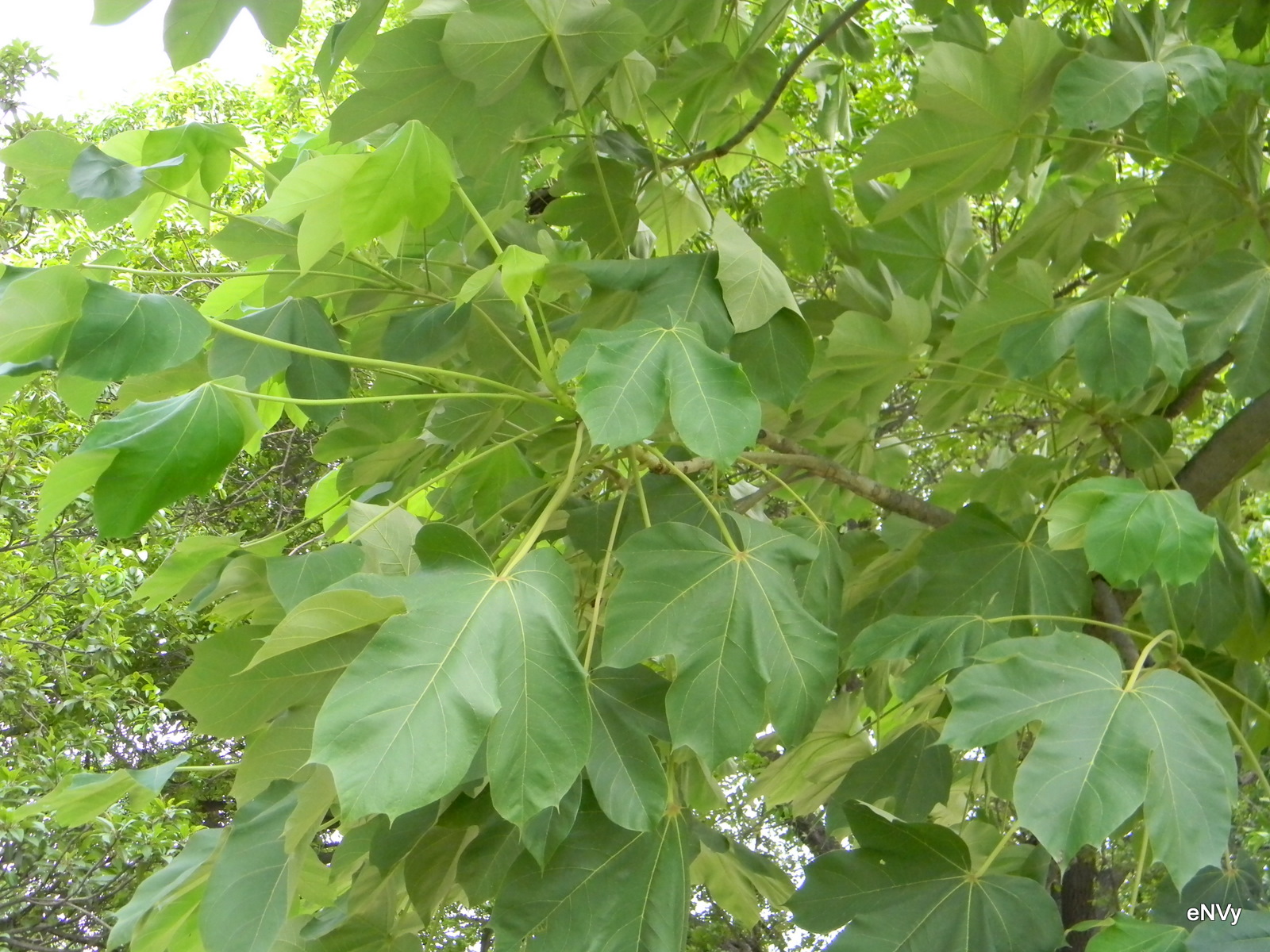 Indian trees: Sterculia urens - Indian-tragacanth