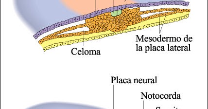 Embriología y biología humana