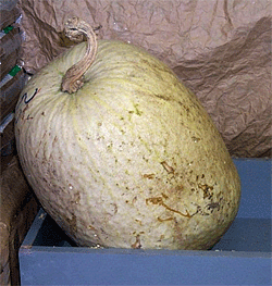 Jardinería, Silvicultura e hidroponía: Chiverre