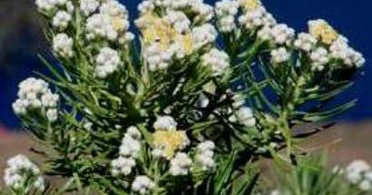 Flora yang Dilindungi di di pulau Jawa, Sulawesi, Papua, Sumatera ...