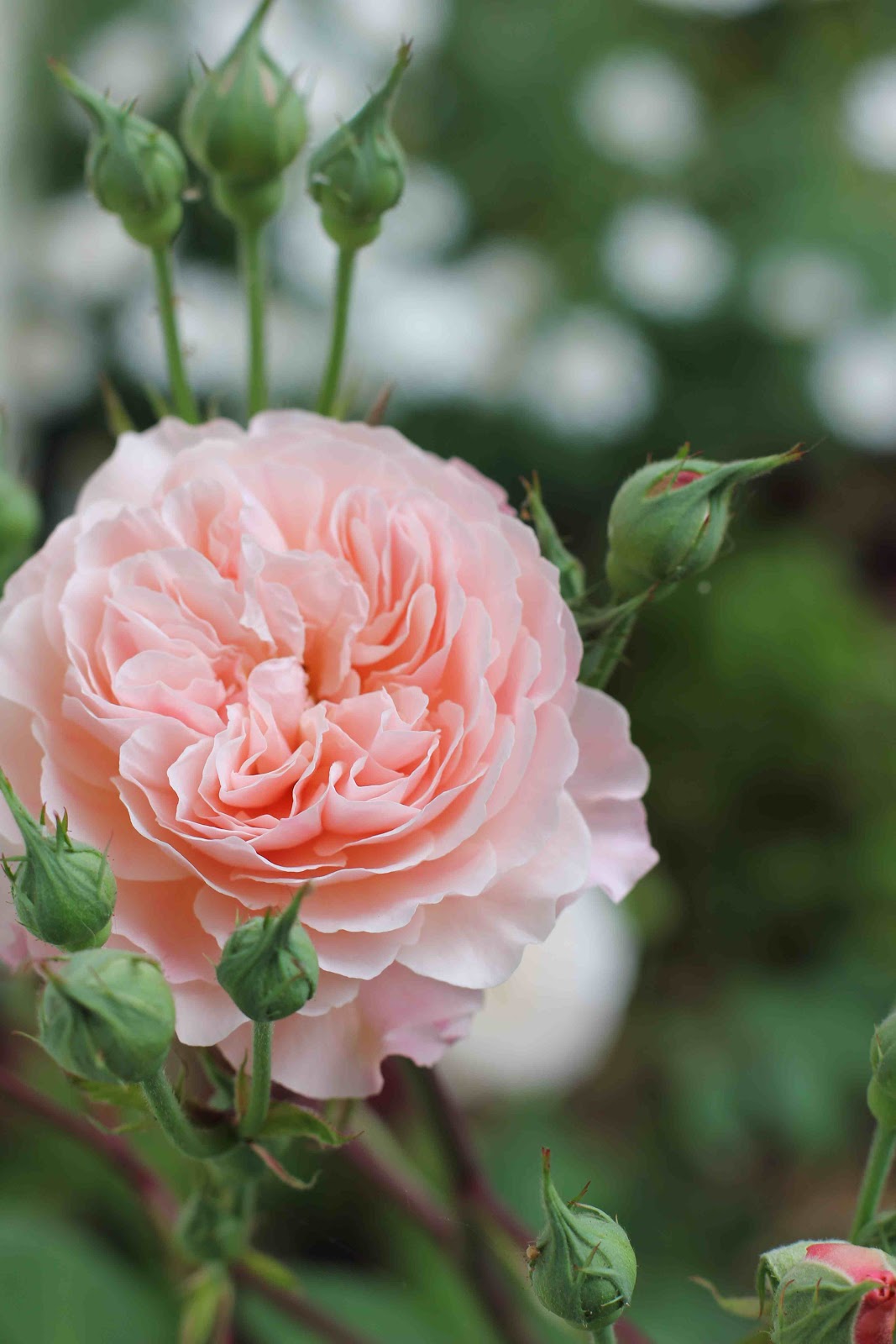 Wilder: Beautiful Blowsy Blooms