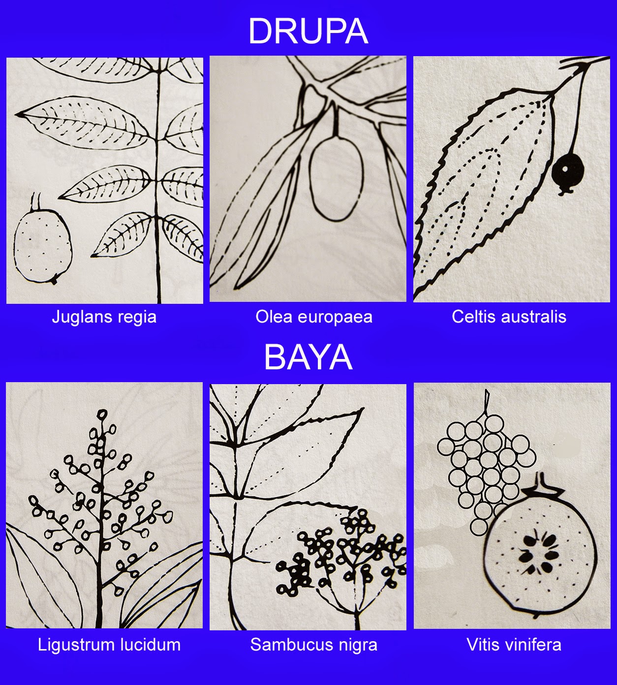 Á R B O L E S (T R E E S) y P A L M E R A S (P A L M S): Los frutos