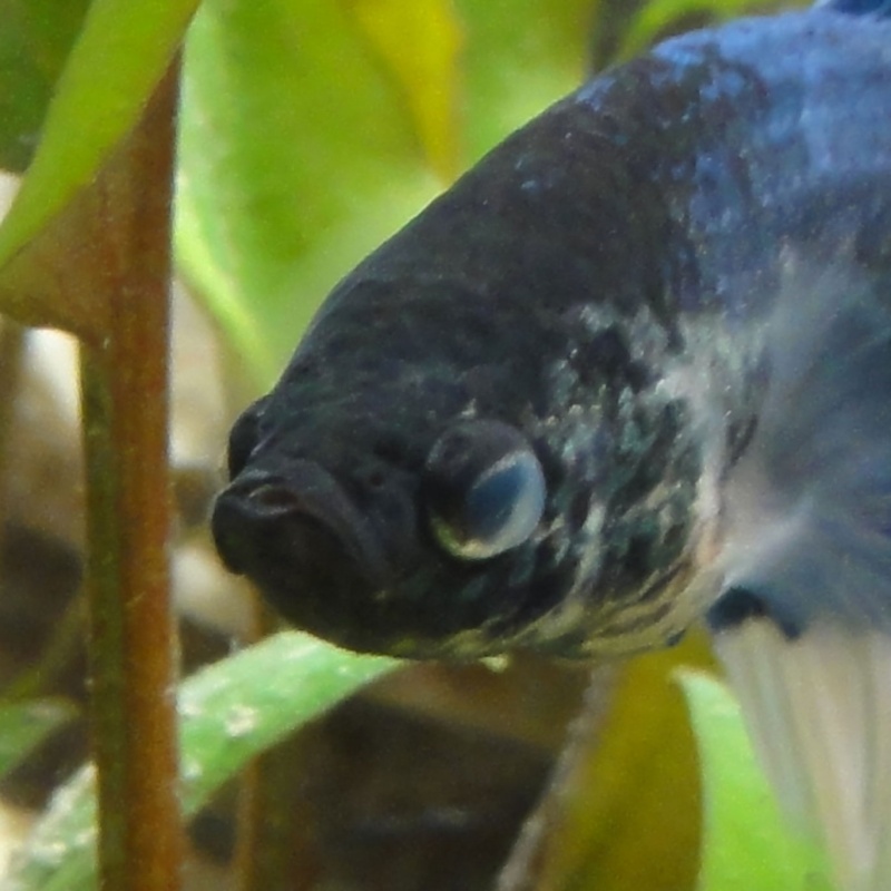 Betta Splendens: Les maladies: L'Exophtalmie