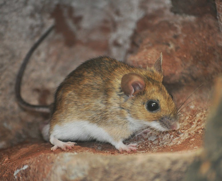 ZOOTOGRAFIANDO (6.100 ANIMALS): RATÓN LEONADO / YELLOW-NECKED FIELD ...