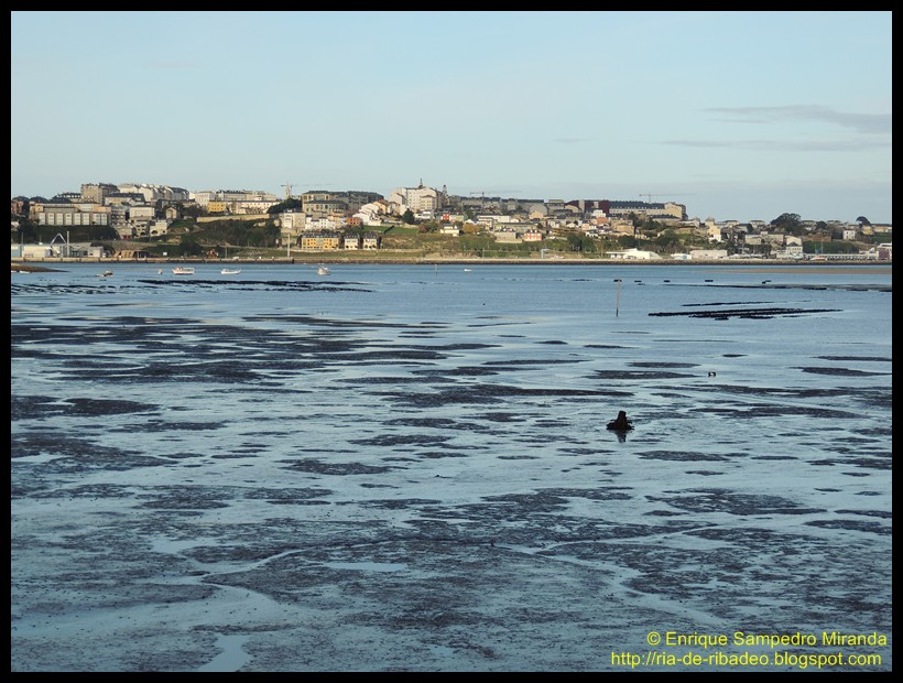 Ría de Ribadeo: Observando aves desde Ribadeo e Castropol