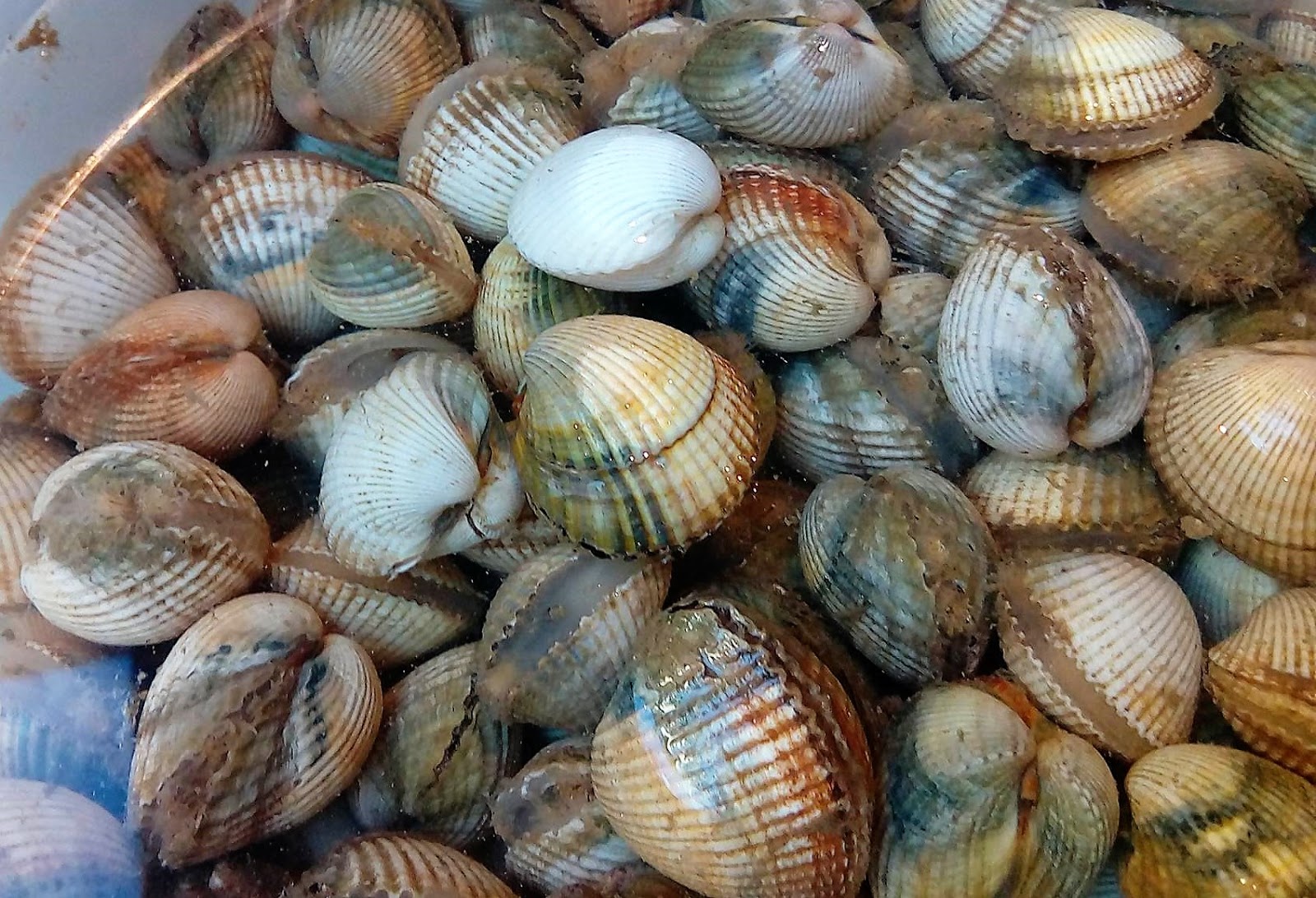 Outras Comidas: Berbigão (Cerastoderma edule)