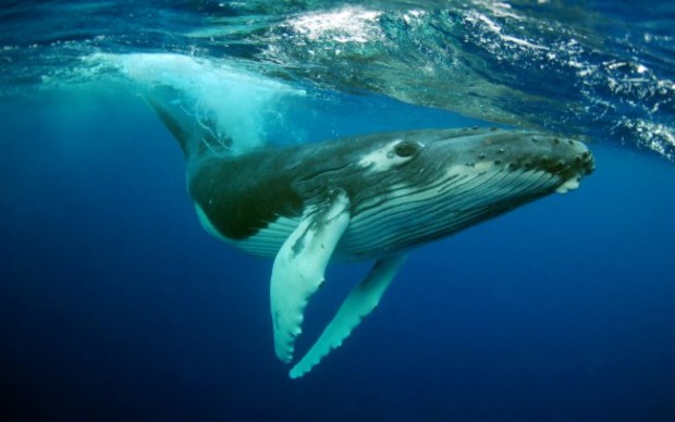 A Pura Natureza: 10 Curiosidades Sobre as Baleias