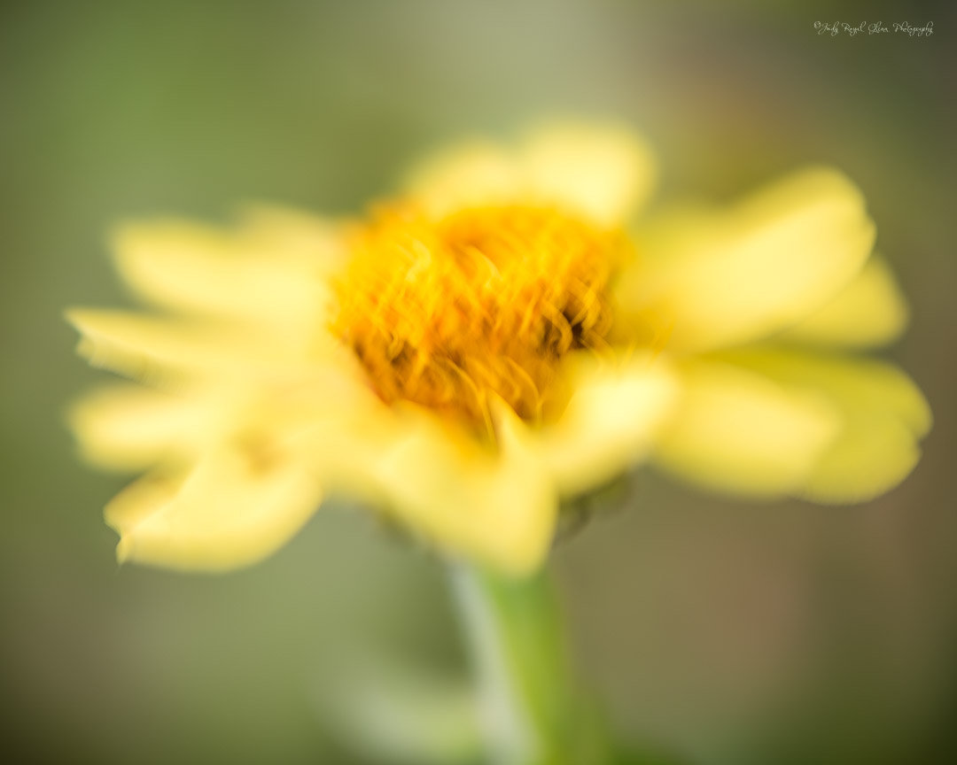 Flaming Flower - Seeing Through God's Eyes