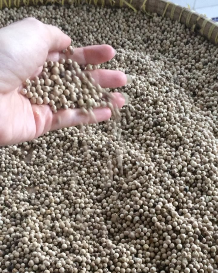 Cara Menanam Merica atau Lada di Halaman Rumah - SAHABAT TANI