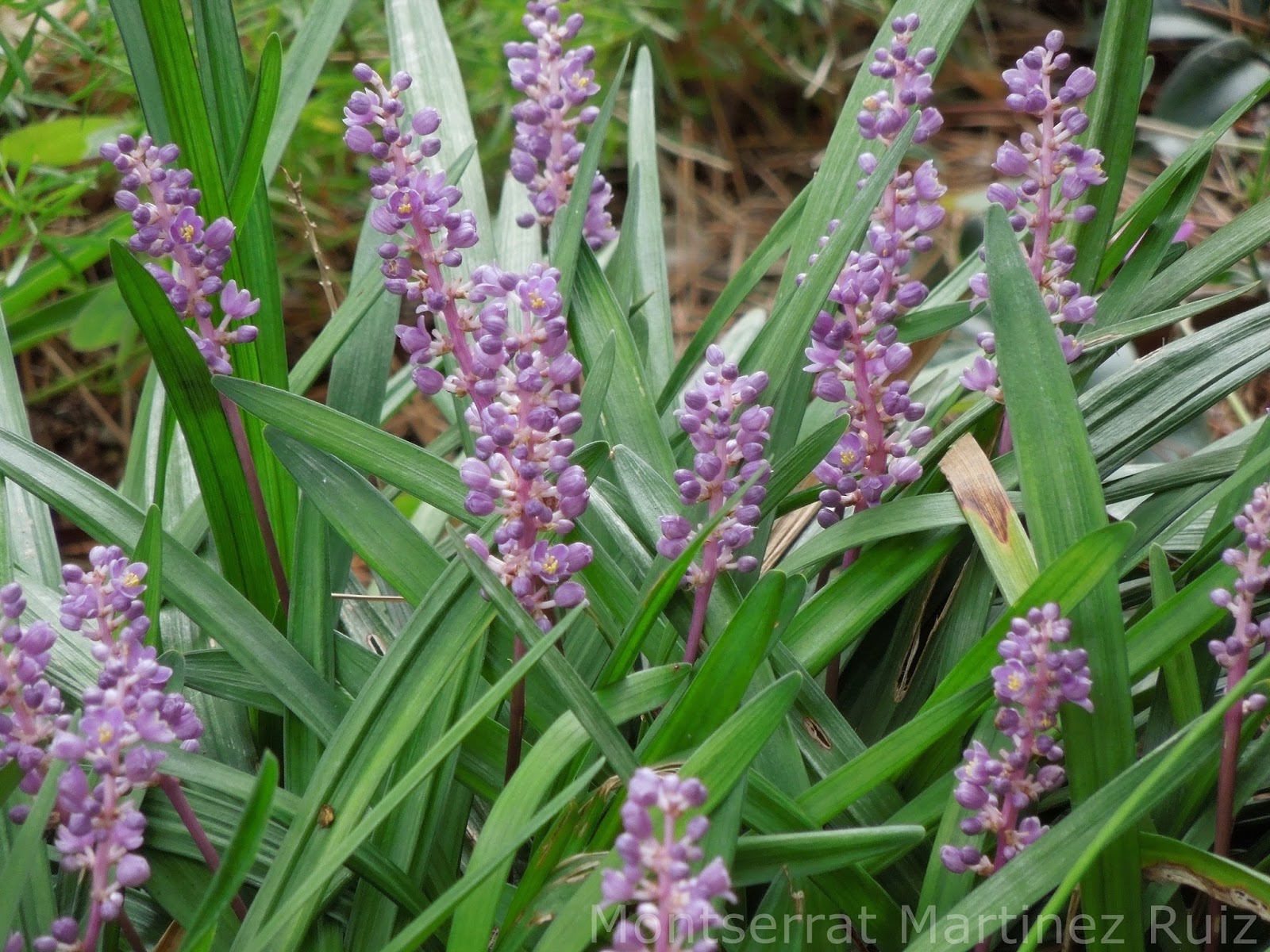 LIRIOPE SPICATA - BOTÀNIC SERRAT