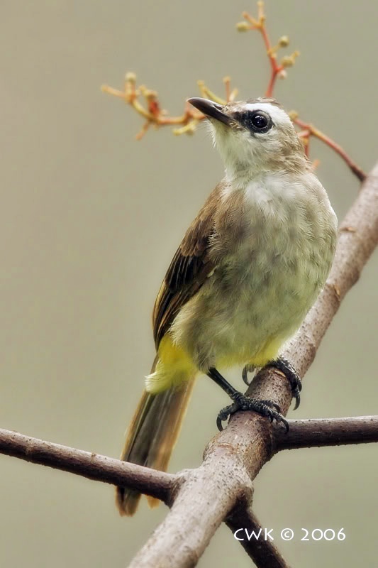 Menjaga keaslian suara cucak rawa - Ocehan Kenari