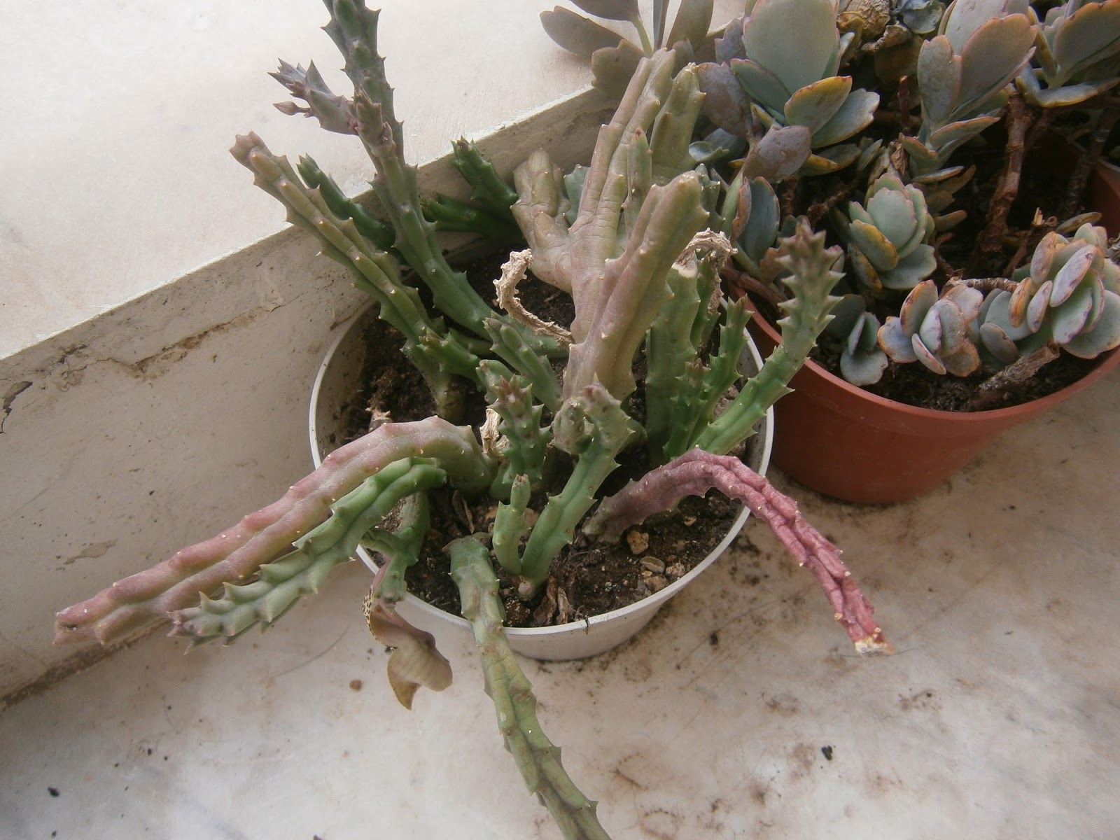 Olga's dreamland: Planting succulent - Orbea variegata