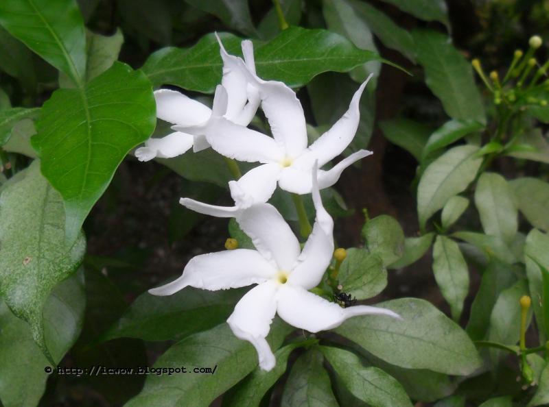 Kath Maloti(কাঠ মালতি ফুল) - Tabernaemontana dichotoma