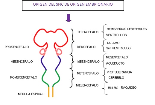 MIS ESQUEMAS DE FISIOLOGIA: Origen del SNC embrionario