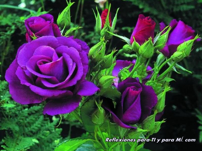 Rosas moradas hermosas - Imagui