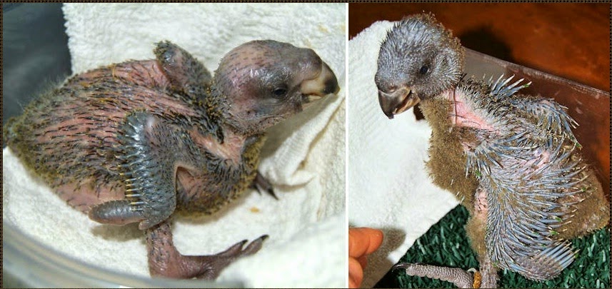 Imperial Amazon (Amazona imperialis)