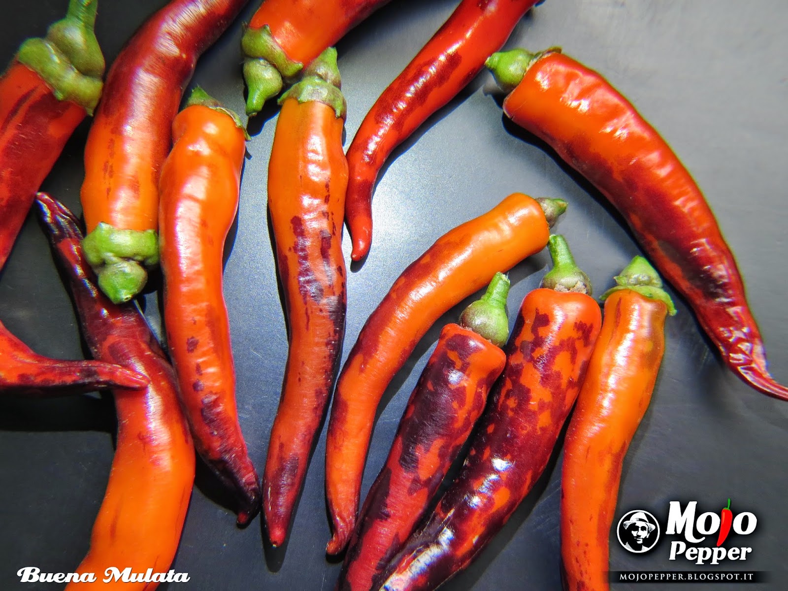 The Mojo Pepper - Just a Chili Pepper grower: Buena Mulata chili pepper ...