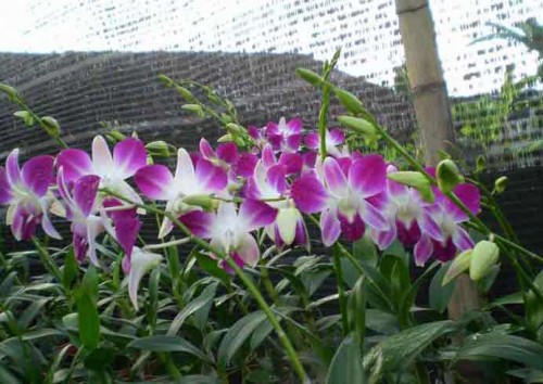 Cara Menanam Bunga Jam 9 | tanamanbaru