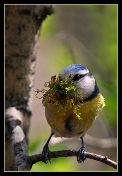 Virágok, és Madarak: Cinkék
