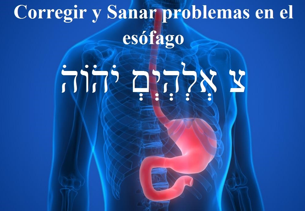 Kabbalah y Torah en Expansión : KABBALAH Y SALUD - ESÓFAGO (VESHET)