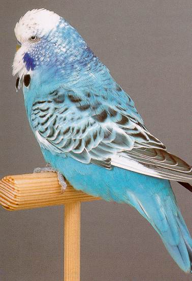 A MI PADRE: Pericos australianos