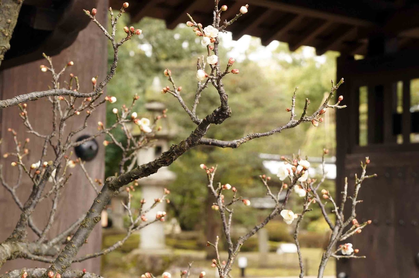 For Your Small Japanese Garden by YUKIMONO: The 65th Bonsai Exhibition ...