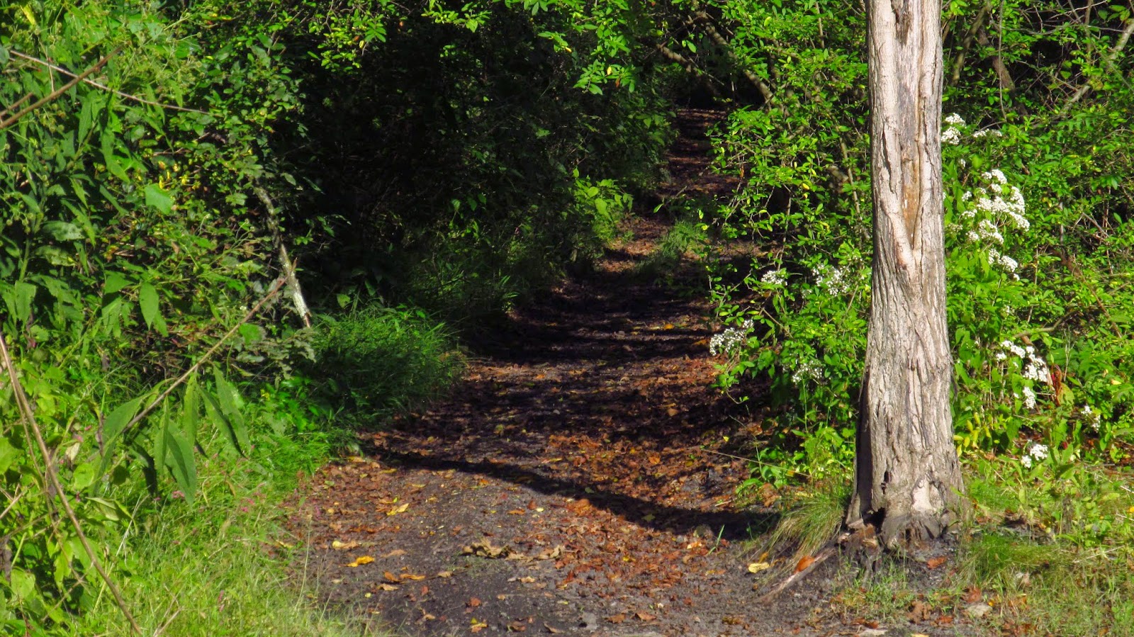 Old Industry of Southwestern Pennsylvania : Sewickley Branch Of The ...