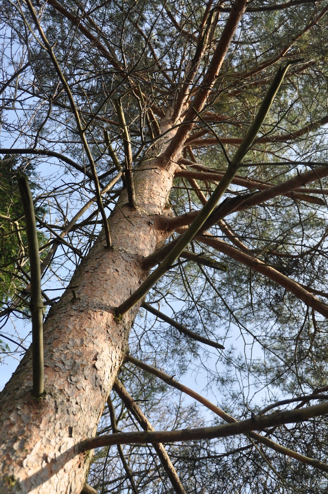 Plants Blog: Pinus sylvestris; ‘Scots Pine’