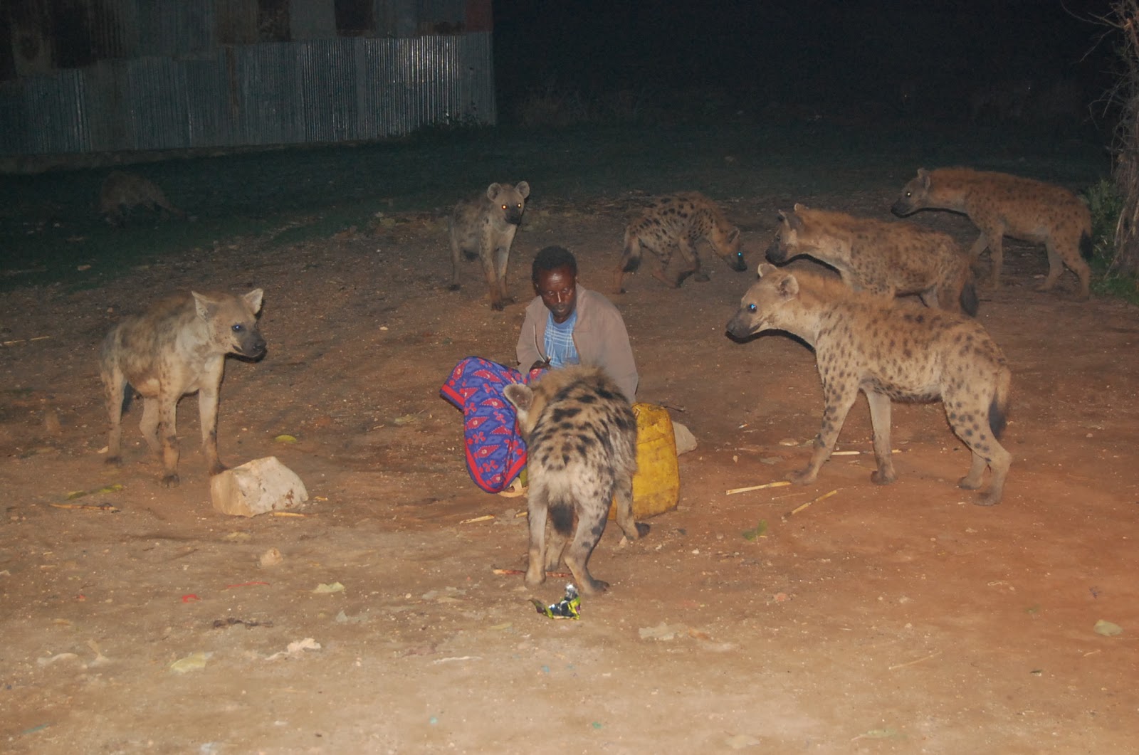 AFRICA (ovvero il mal d' Africa): Le iene di Harar, Les hyènes de Harar ...