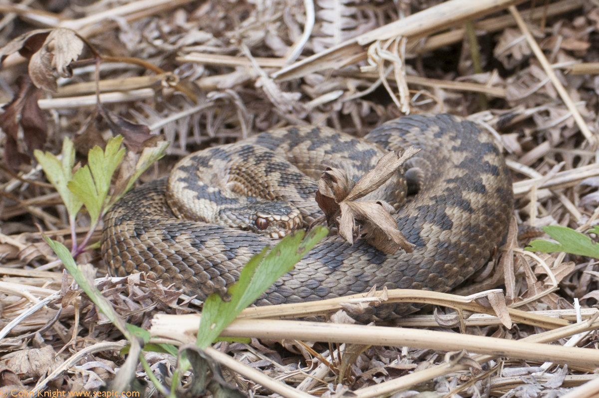 Postcards from Sussex: Marbled White Spot and adders
