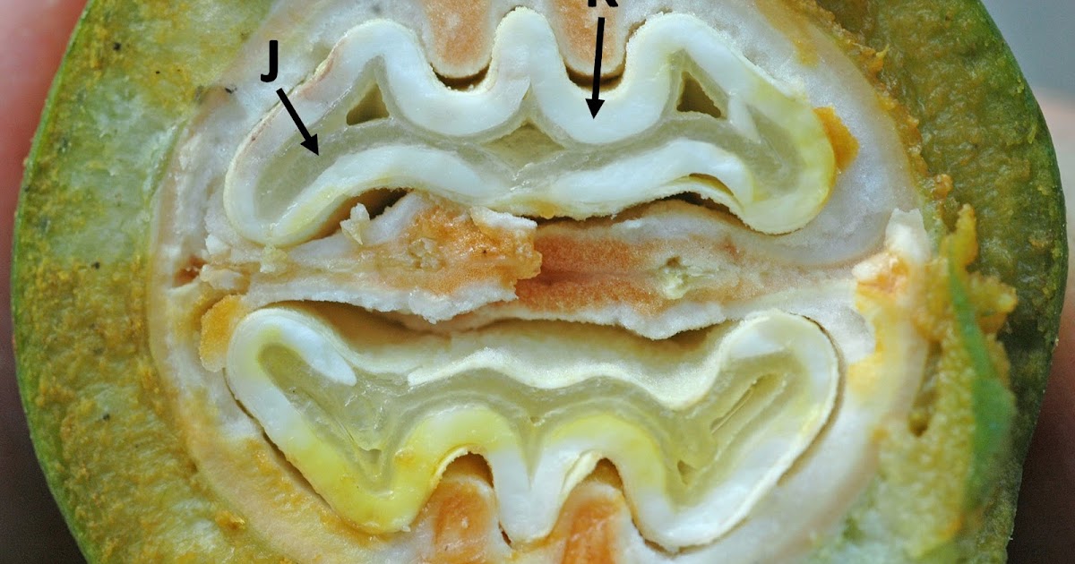 Northern Pecans: Pecan kernel filling
