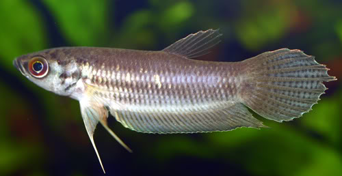 Betta pi ~ Nice Betta