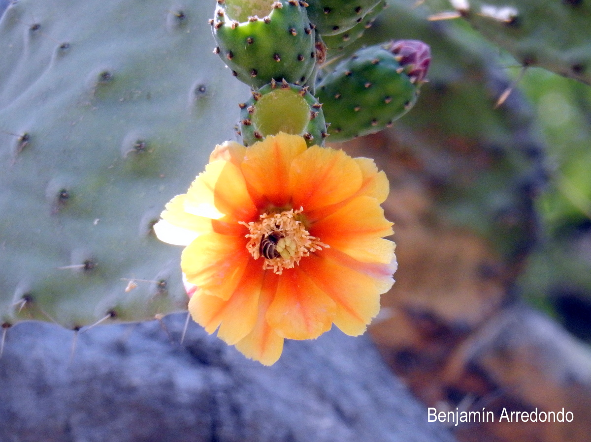 El Bable: El nopal siempre presente en México
