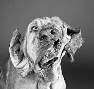 Chris Drago Period 1 Mr. B: Fast Shutter Speed Pictures