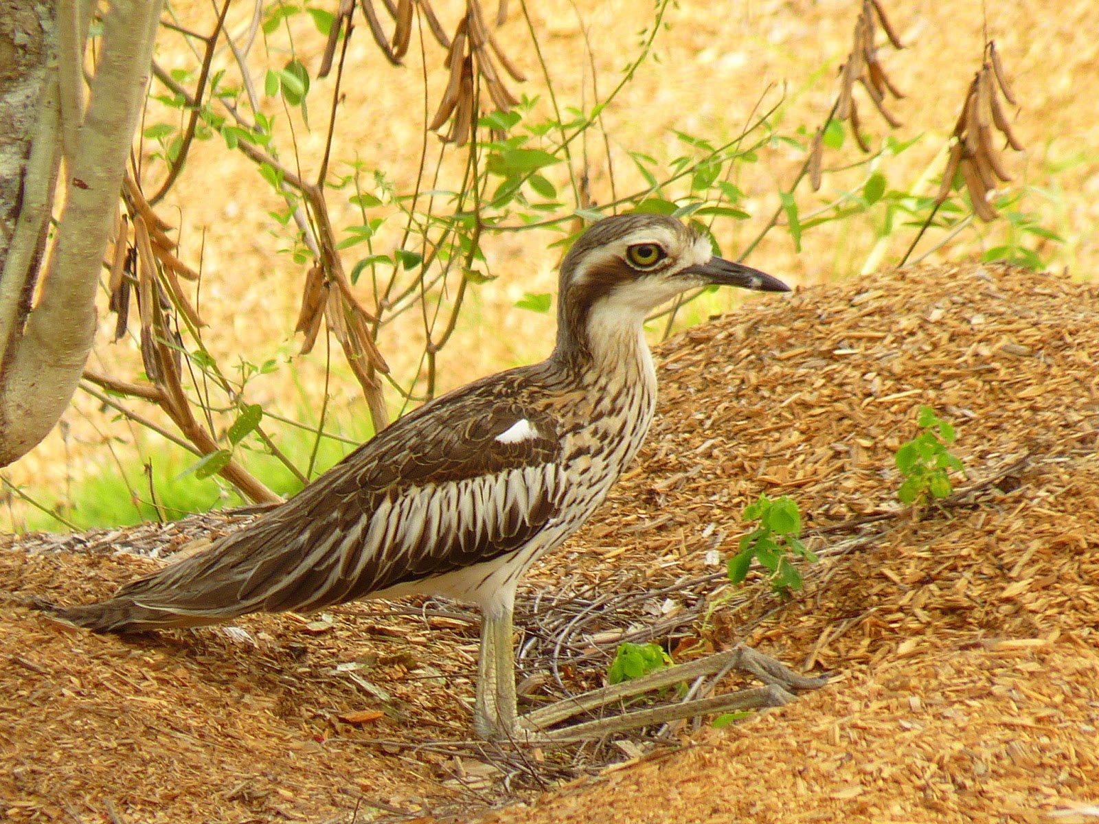 Birding For Pleasure: Bush Stone Curlew