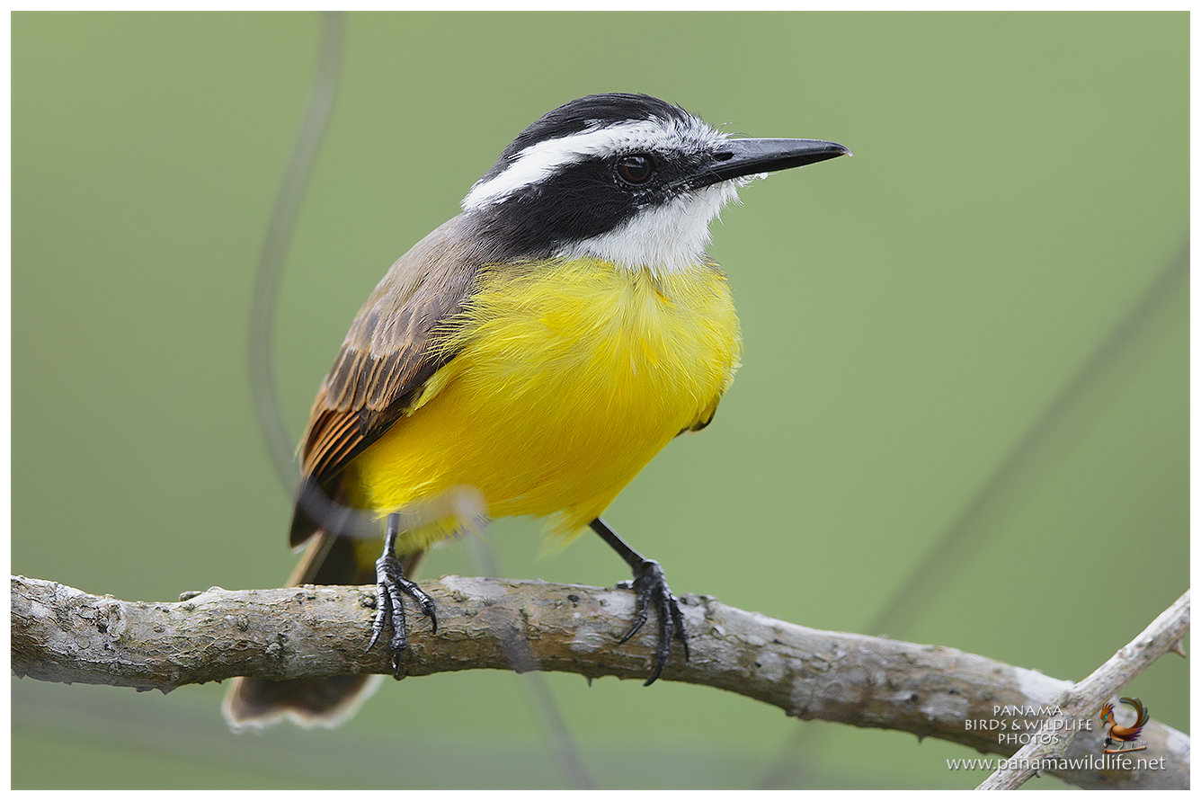 Featured species: Pheasant Cuckoo (Dromococcyx phasianellus) (pt. 2)
