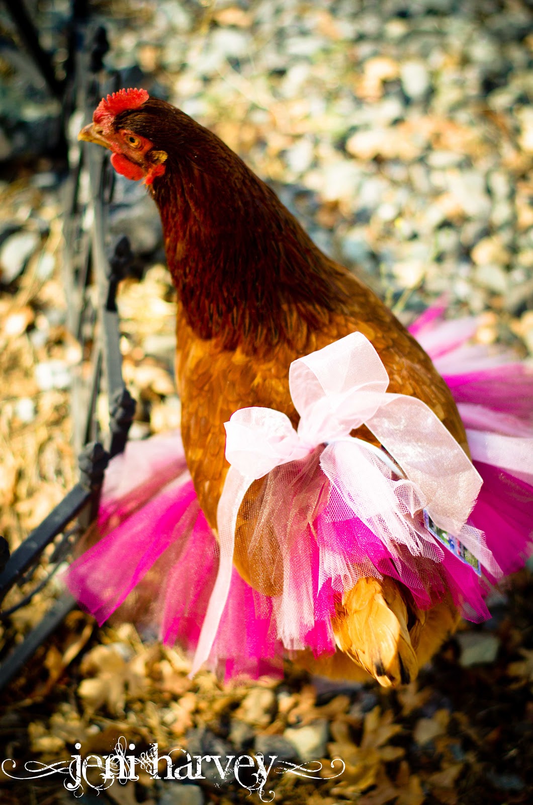 Jeni Harvey Designs: Chicken Tutu