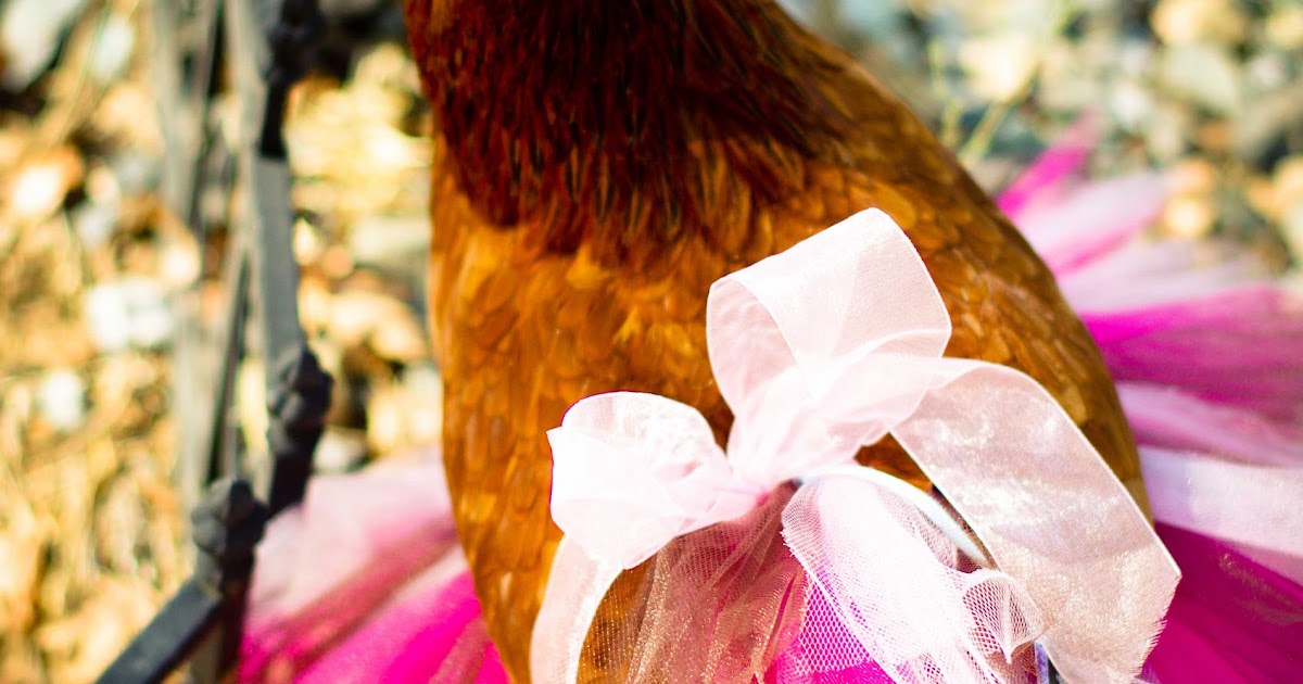 Jeni Harvey Designs: Chicken Tutu