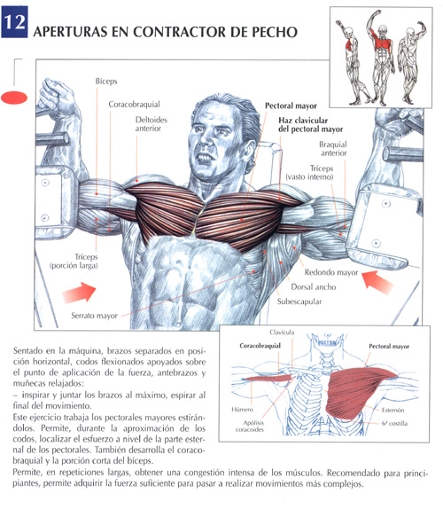 Ejercicios para pecho ~ Salud y Vida | Consejos, entrenamientos ...
