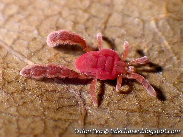 tHE tiDE cHAsER: Spiders, Scorpions & Other Arachnids (Phylum ...