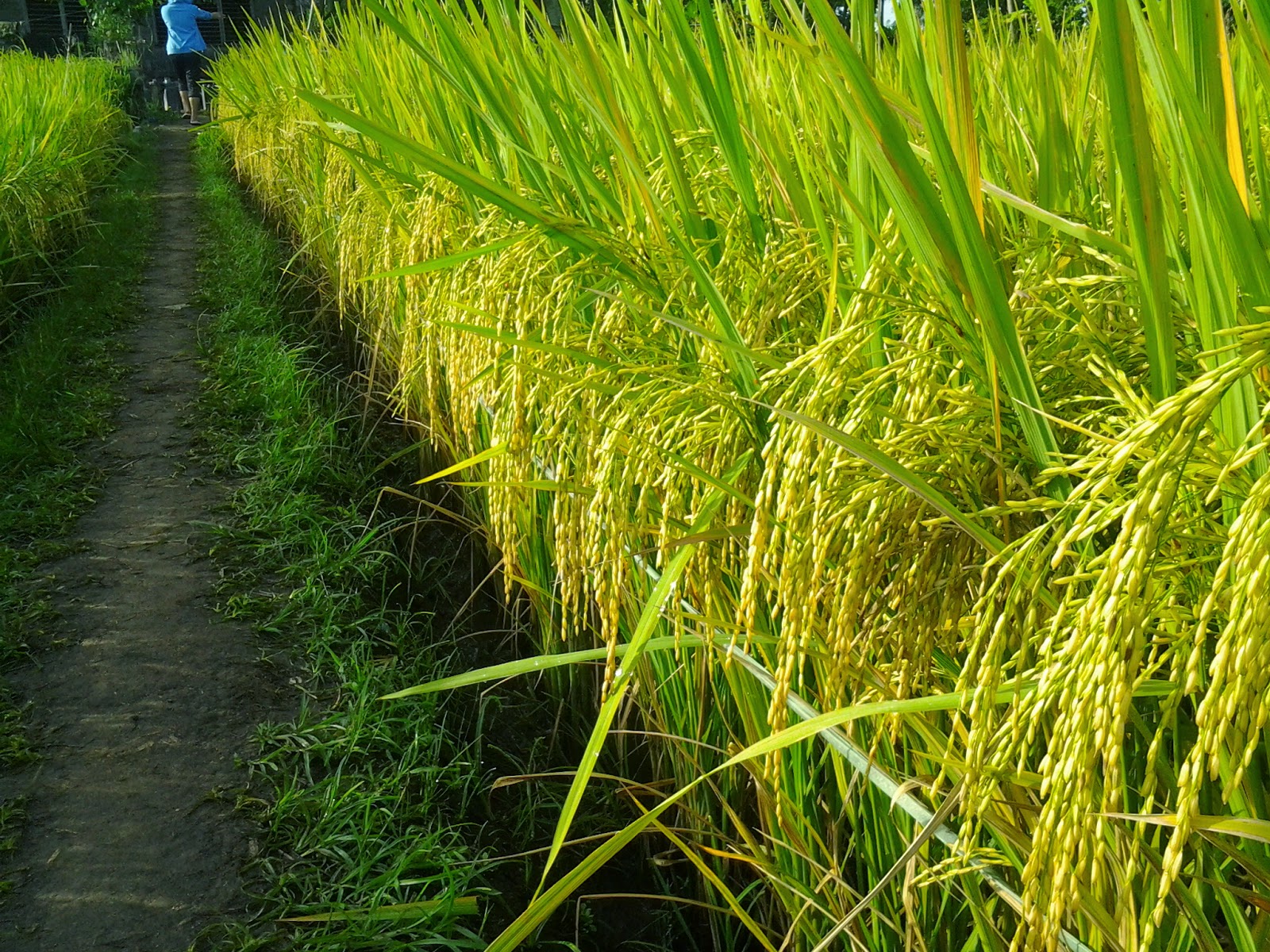 Ever Green: SL - TOT on Organic Rice Production with Emphasis on Palay ...