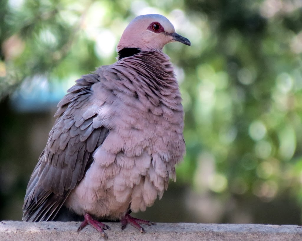 Kreatiewe Joernaal: kransduif