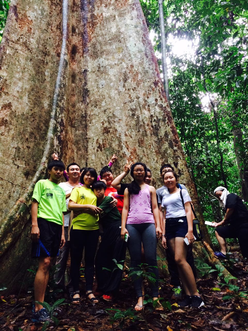 Square Kenyir Houseboat: Pokok Melunak Terbesar Di Malaysia, Taman ...